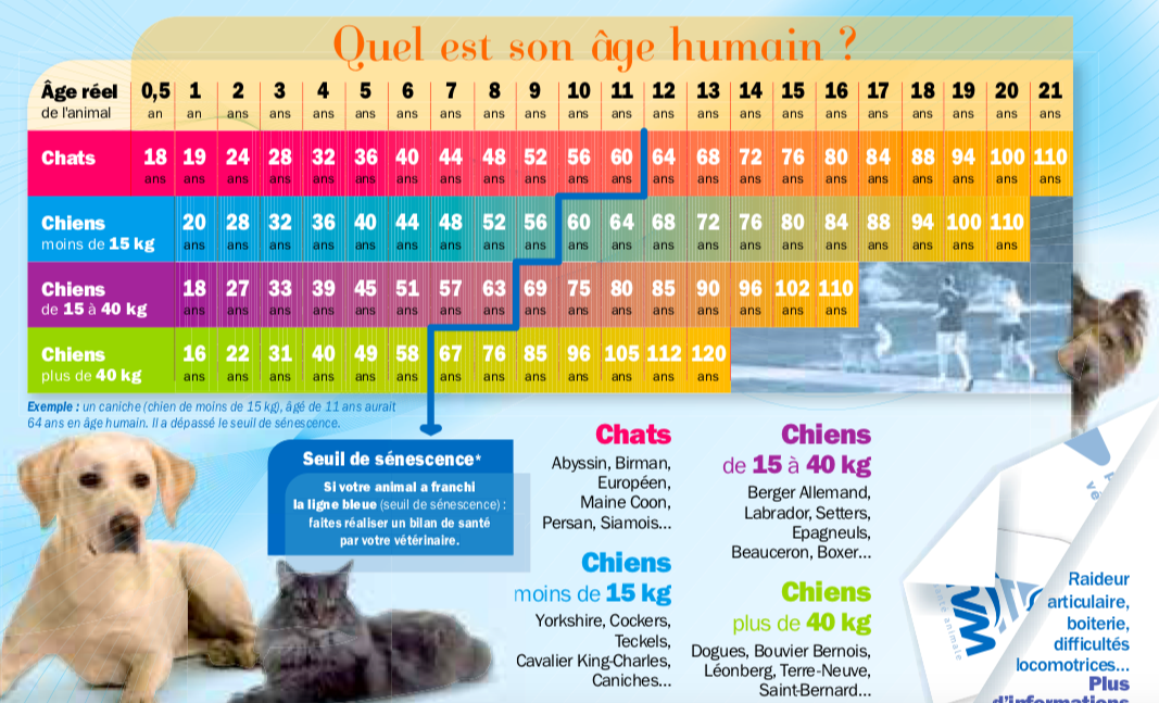 Comprendre son âge - Lesvet - Cliniques vétérinaires